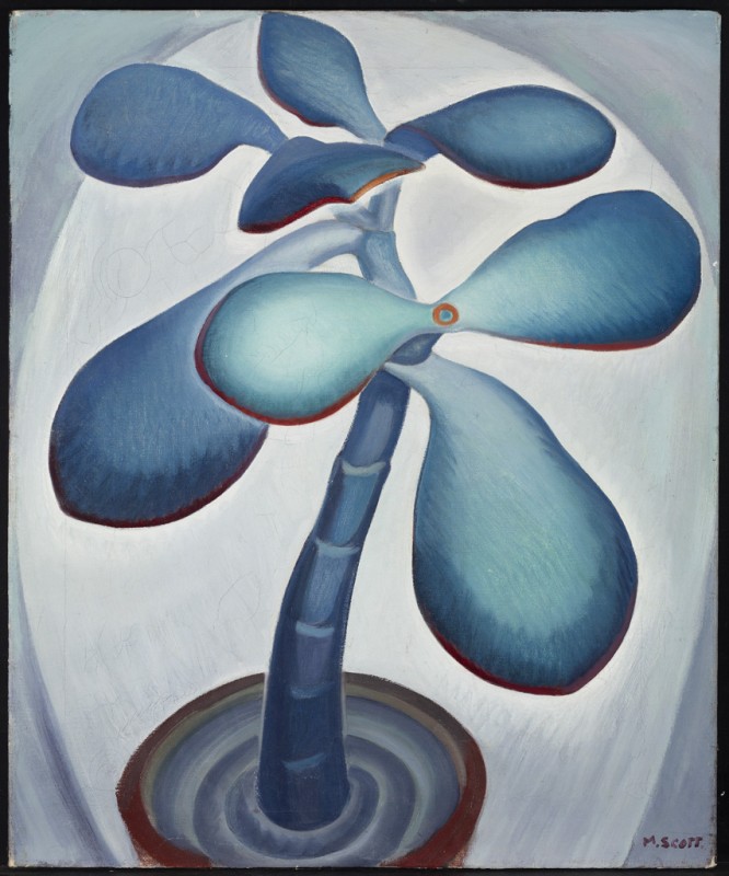 Close Looking: Marian Dale Scott’s Jade Plant | Art Gallery of Ontario